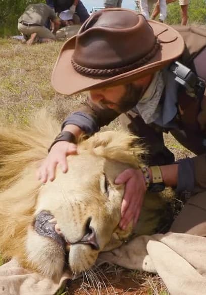 Watch Brave Wilderness S06:E08 - Bite of the Lion Ki - Free TV Shows | Tubi