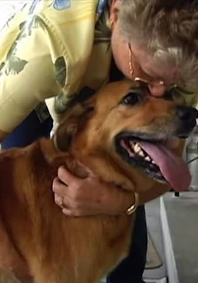 Watch Dog Whisperer with Cesar Millan S01:E05 - Harry and Brooks - Free ...