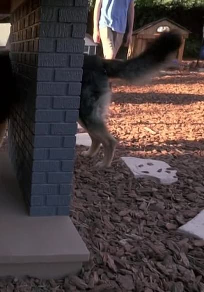 Watch Animal Cribs S02:E01 - Dog Town, USA - Free TV Shows | Tubi