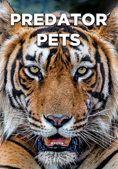 Watch Predator Pets - Free TV Shows | Tubi