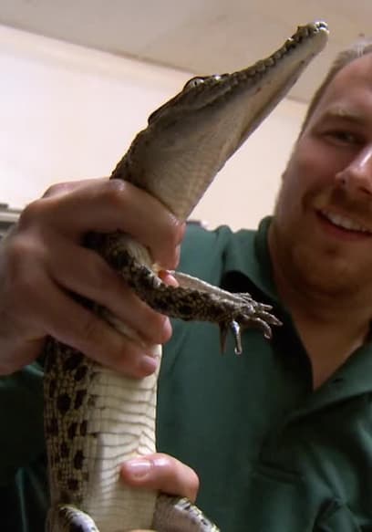 Watch Croc College S01:E01 - Episode 1 - Free TV Shows | Tubi