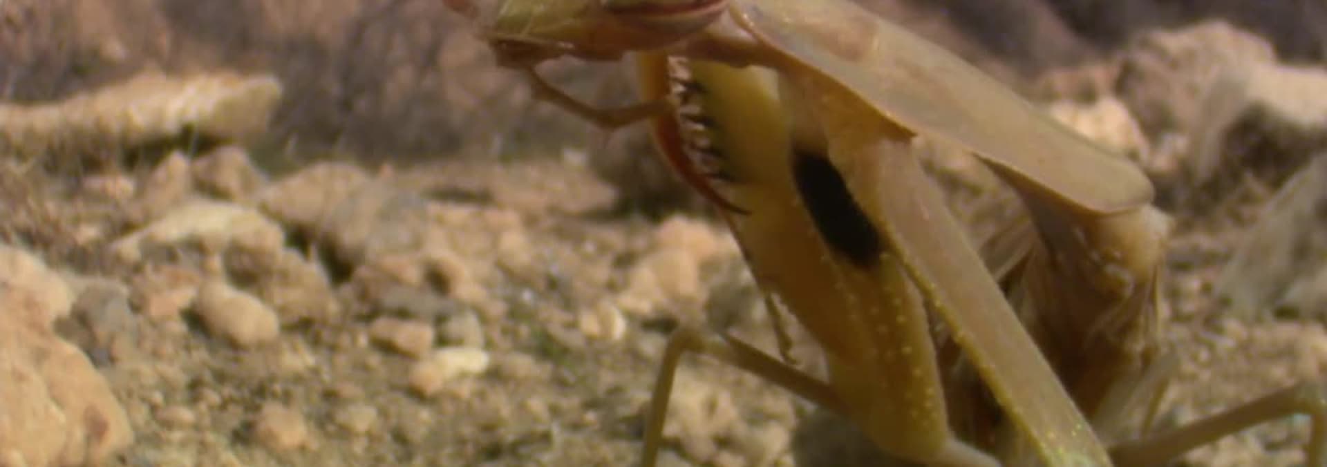 Watch Creepy Crawlies S01:E01 - The Bug Buffet - Free TV Shows | Tubi