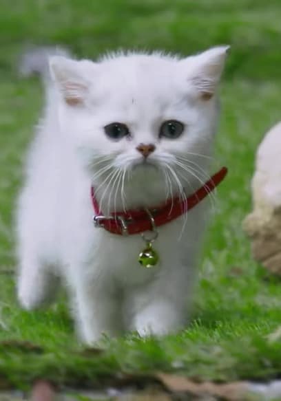 Watch Mittens & Pants S01:E09 - Career Day, Follow T - Free TV Shows | Tubi