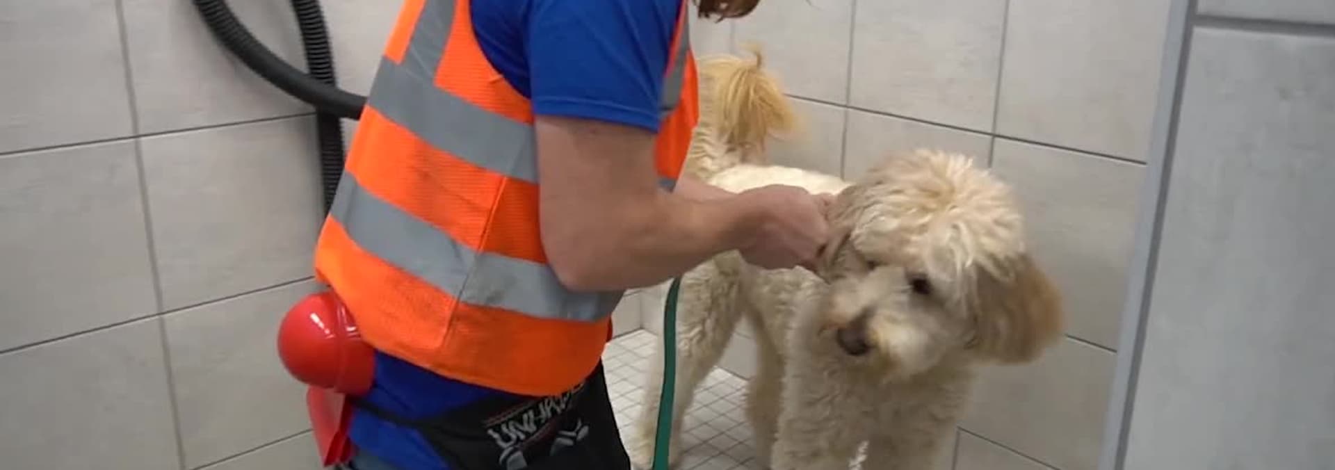 Watch Handyman Hal S01:E06 - Explore a Pet Shop | Handyman Hal works at ...