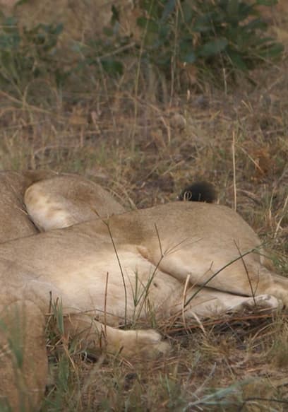 Watch The Lion Queen S02:E04 - Mandla: Strength - Free TV Shows | Tubi