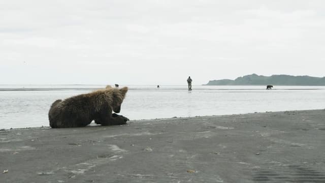 Watch The Tracker's Diary: Bears of Katmai S01:E03 - A Working ...