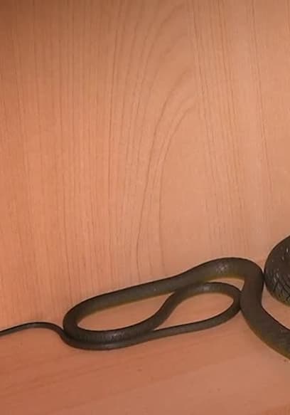 Watch Snake Boss S01:E05 - Episode 5 - Free TV Shows | Tubi