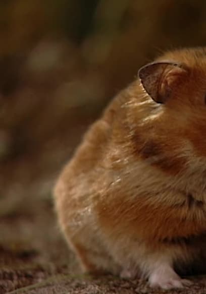 Watch Once Upon a Hamster S02:E07 - The Flood - Free TV Shows | Tubi