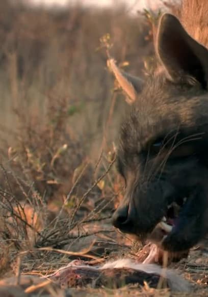 Watch How Do Animals Do That? S01:E07 - Dolphins and - Free TV Shows | Tubi