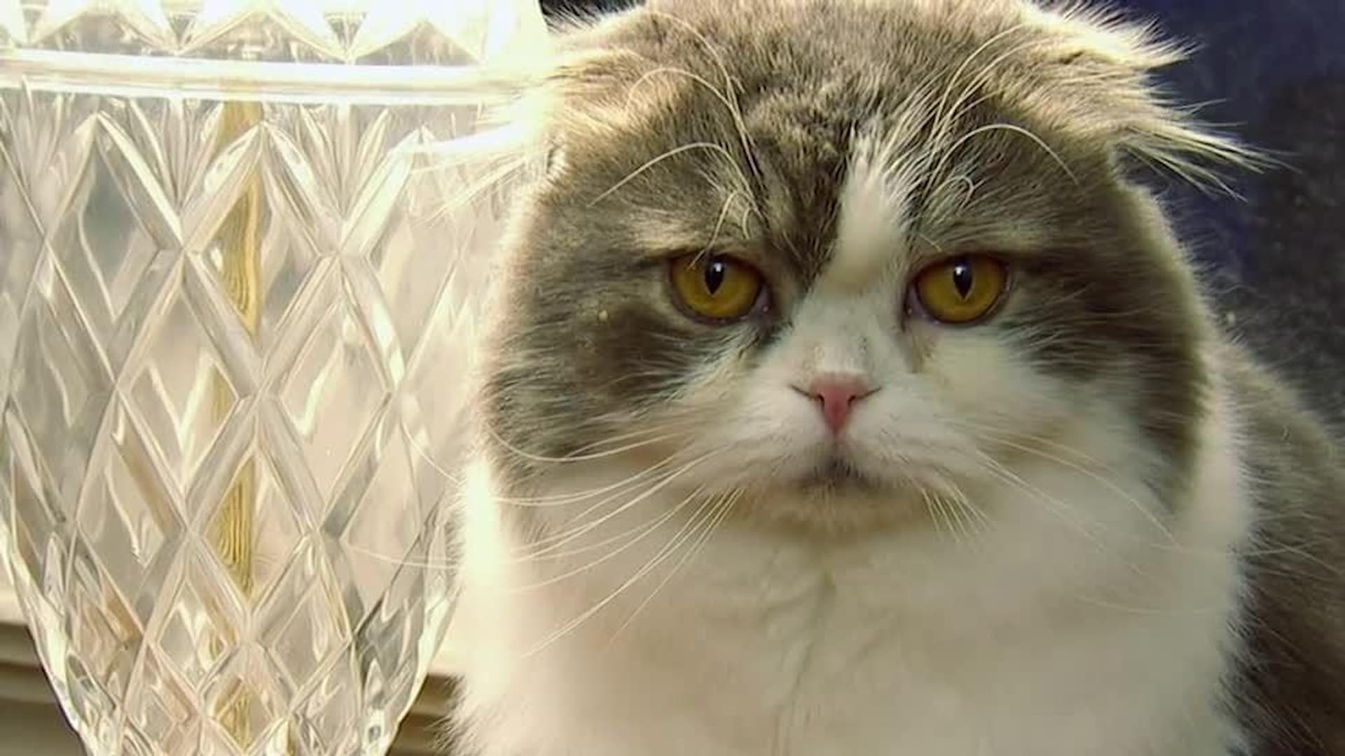 Watch Cats 101 - Free TV Shows | Tubi