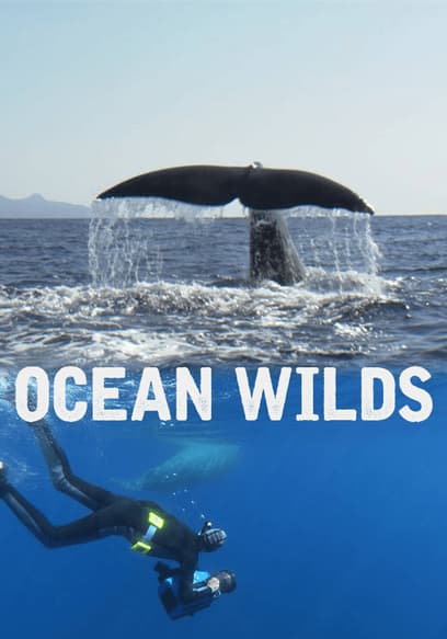 Watch Ocean Wilds - Free TV Shows | Tubi