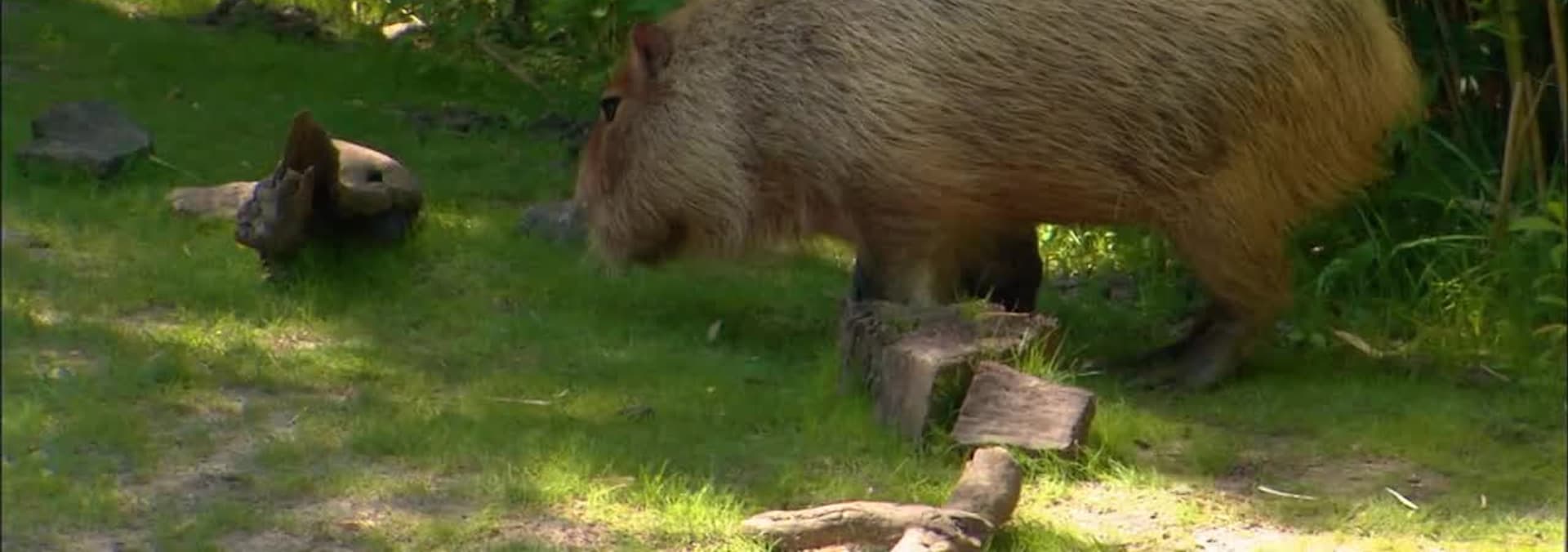 Watch Animal Atlas S04:E16 - Variety Show!: The Most Amazing Animal ...