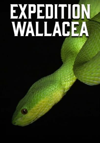 Watch Expedition Wallacea (2007) - Free Movies | Tubi