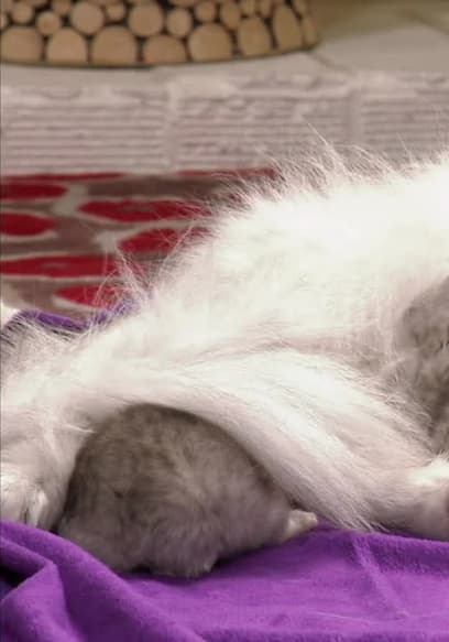 Watch Too Cute! S04:E07 - Musical Kittens - Free TV Shows | Tubi