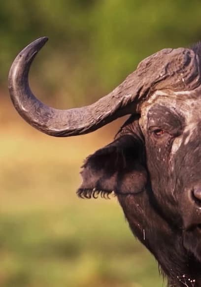 Watch Wild Assassins S01:E04 - Tusks and Horns - Free TV Shows | Tubi