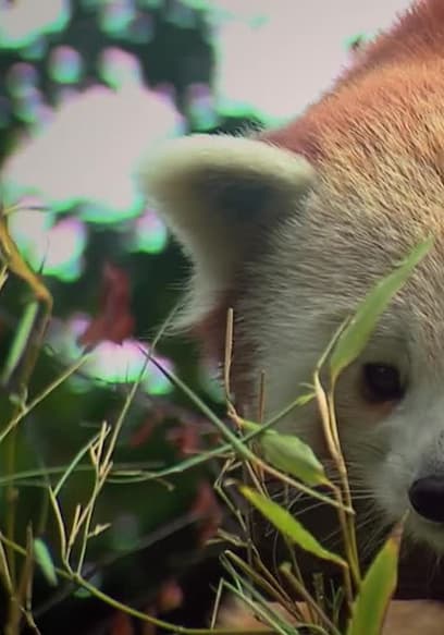 Watch The Zoo S01:E01 - Episode 1 - Free TV Shows | Tubi