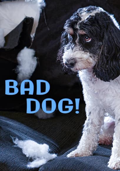 Watch Bad Dog S01:E01 - Houdinis - Free TV Shows | Tubi
