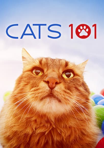 Watch Cats 101 Season 4 - Free TV Shows | Tubi