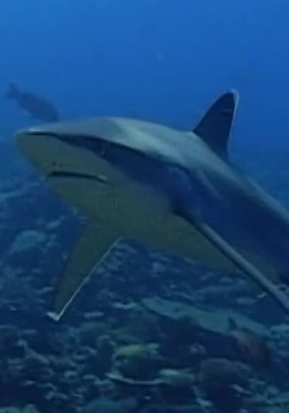 Watch Be a Predator S01:E01 - Oceans - Free TV Shows | Tubi