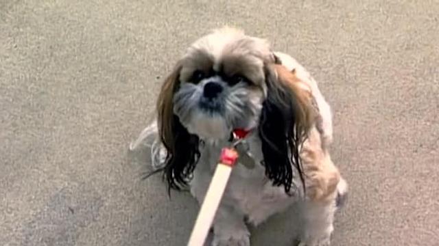 Watch Dog Whisperer with Cesar Millan - Free TV Shows | Tubi