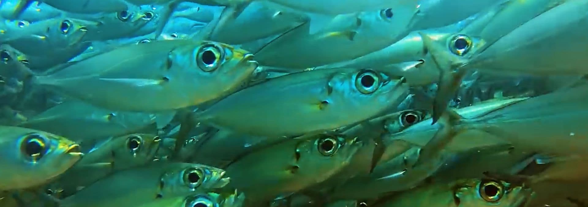 Watch Ocean Fish Fun (2020) - Free Movies | Tubi