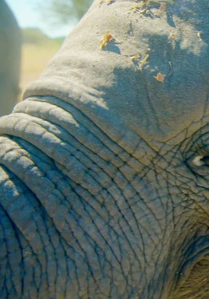 Watch Giants S01:E02 - Elephants - Free TV Shows | Tubi
