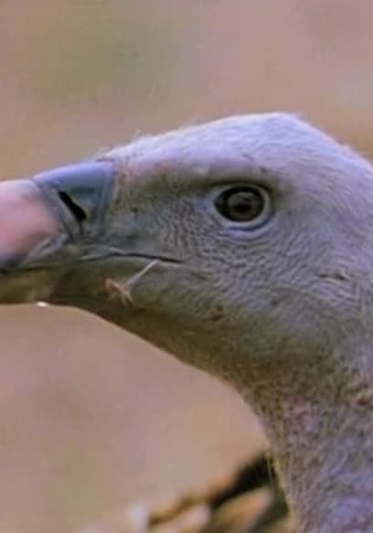 Watch Amazing Animals S01:E38 - Wild No More (Pt. 2) - Free TV Shows | Tubi