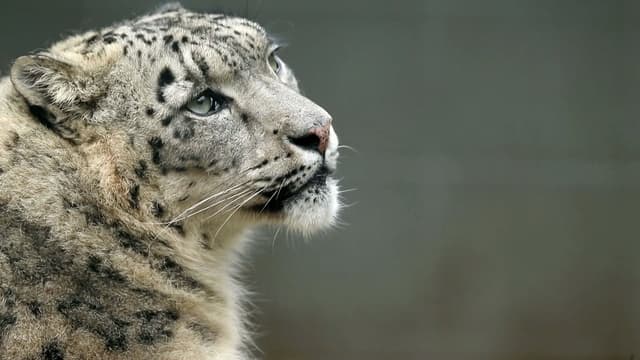Watch Snow Leopards of Leafy London S01:E03 - An Unfortunate Death That ...