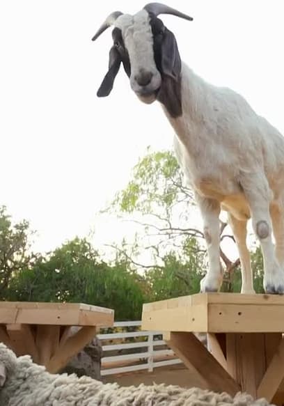 Watch Animal Cribs S02:E10 - Rescue Ranch Remodel - Free TV Shows | Tubi