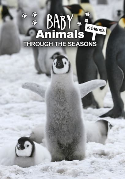 Watch Baby Animals & Friends S04:E06 - Extreme Cold Babies - Free TV ...