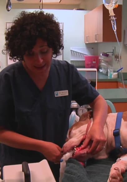 Watch Rescue Vet S01:E01 - Episode 1 - Free TV Shows | Tubi