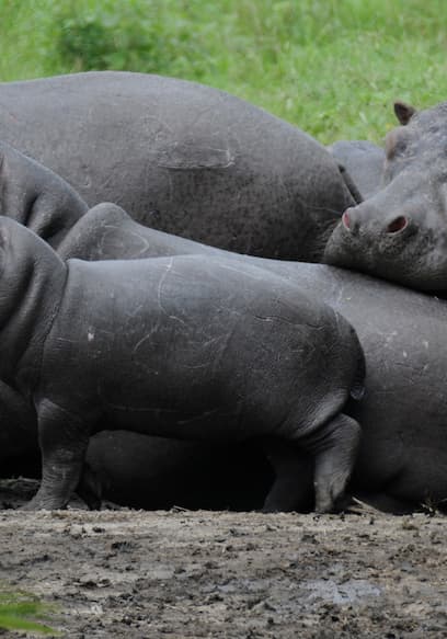 Watch Wonders of Nature S01:E03 - Family - Free TV Shows | Tubi