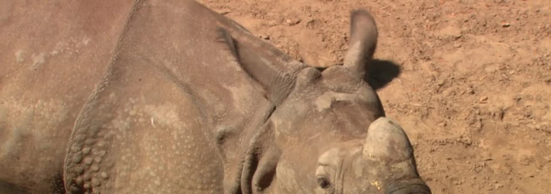 Watch Animal Atlas S04:E10 - The Kingdom of the Horse - Free TV Shows ...