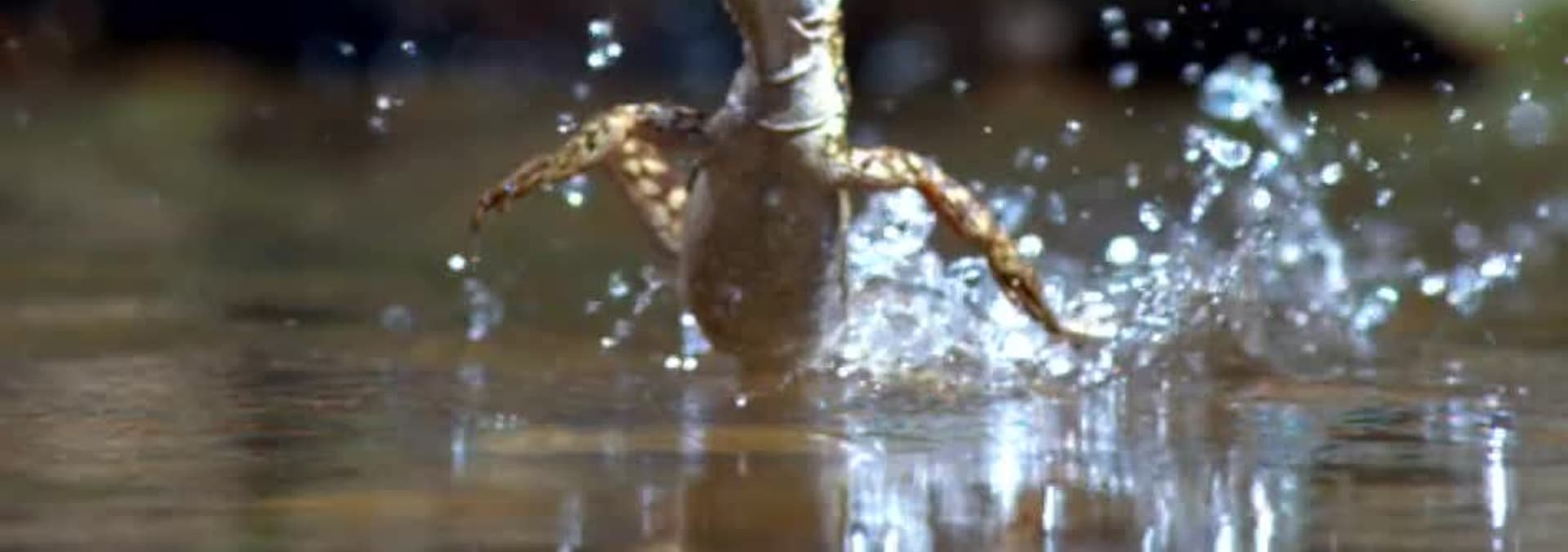 Watch How Do Animals Do That? S01:E01 - Lizards and Jellyfish - Free TV ...