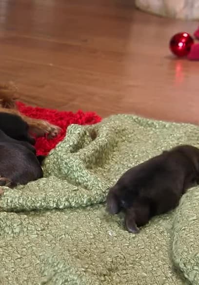 Watch Too Cute! S03:E13 - Puppy and Kitten Holiday - Free TV Shows | Tubi