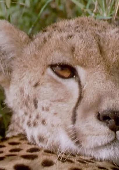 Watch Wonders of Nature S01:E03 - Family - Free TV Shows | Tubi