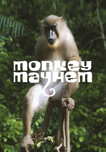Watch Monkey Mayhem (2020) - Free Movies | Tubi