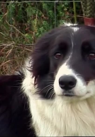 Watch Mist Sheepdog Tales S01:E05 - Mist's First Trial - Free TV Shows | Tubi