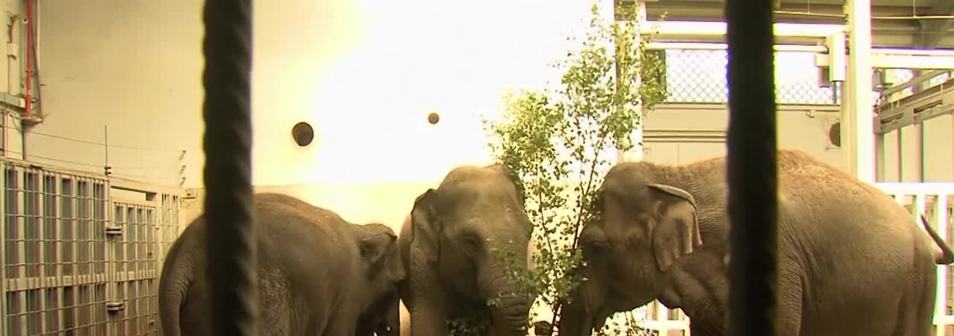 Watch The Zoo S06:E01 - Episode 1 - Free TV Shows | Tubi