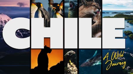 Watch Chile: A Wild Journey - Free TV Shows | Tubi
