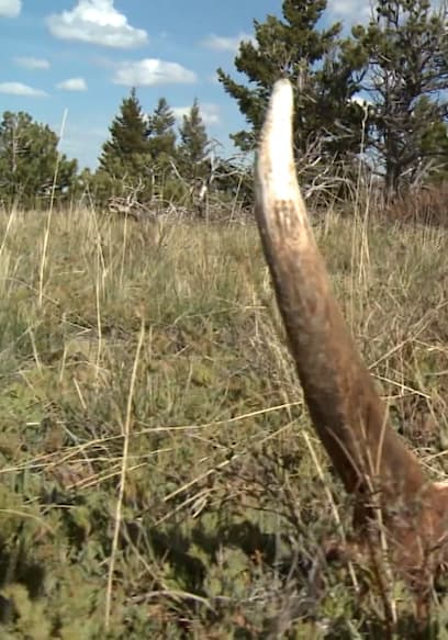 Watch Wardens S01:E01 - Caviar - Free TV Shows | Tubi