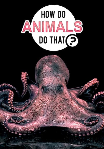 Watch How Do Animals Do That? - Free TV Shows | Tubi
