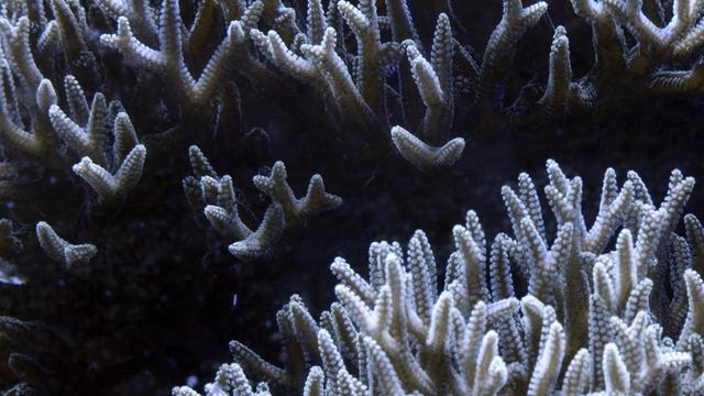 Watch China Wild S01:E04 - Wetlands - Free TV Shows | Tubi