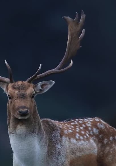 Watch Man Eats Wild S01:E01 - Alpine Ghosts - Free TV Shows | Tubi