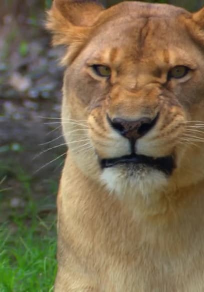 Watch Animal Atlas S04:E01 - 30 MPH - Free TV Shows | Tubi