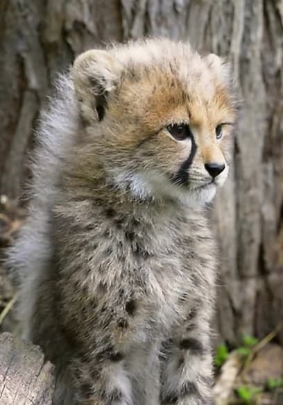 Watch Baby Animals Around the World S03:E01 - Baby Animals From Africa ...