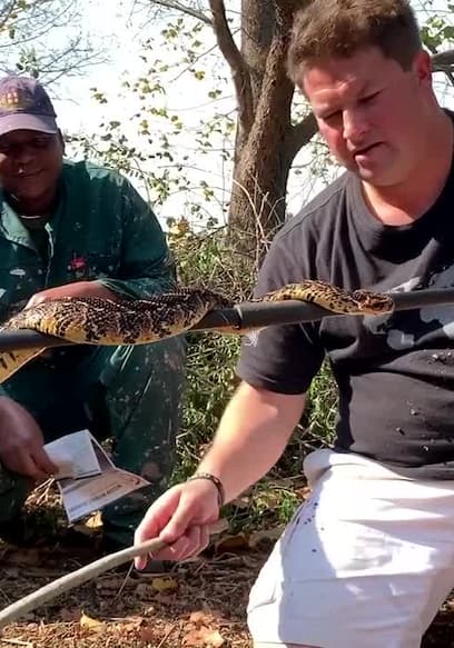 Watch Dingo Untamed S01:E17 - Puff Adder Moved From Retirement Village ...