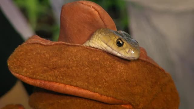 Watch Snake Boss S01:E02 - Episode 2 - Free TV Shows | Tubi