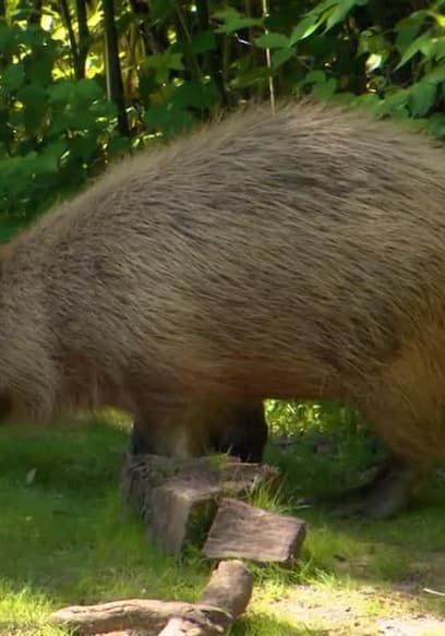 Watch Animal Atlas S04:E16 - Variety Show!: The Most - Free TV Shows | Tubi