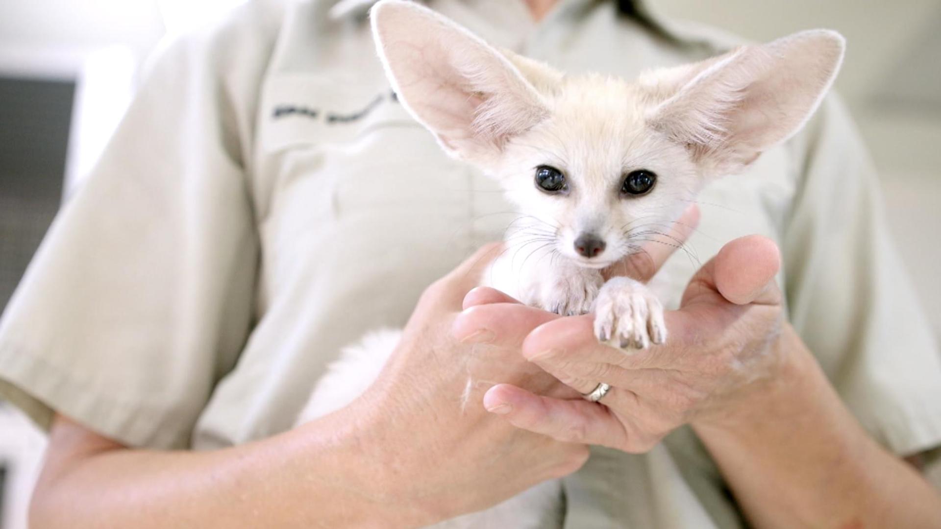 Watch Walking Wild at the San Diego Zoo - Free TV Shows | Tubi